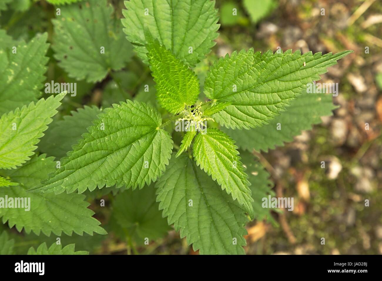 Nettle plant closeup Stock Photo - Alamy