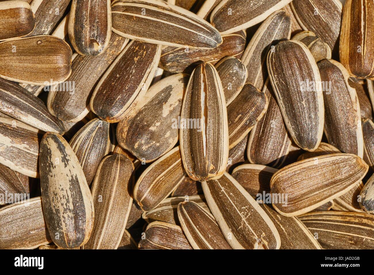 Sunflower seed in a pile Stock Photo - Alamy
