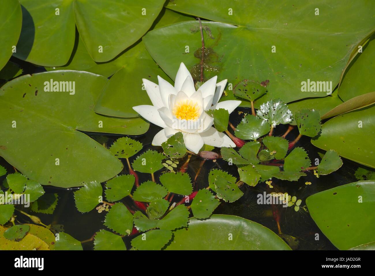 White Water Lily Stock Photo - Alamy