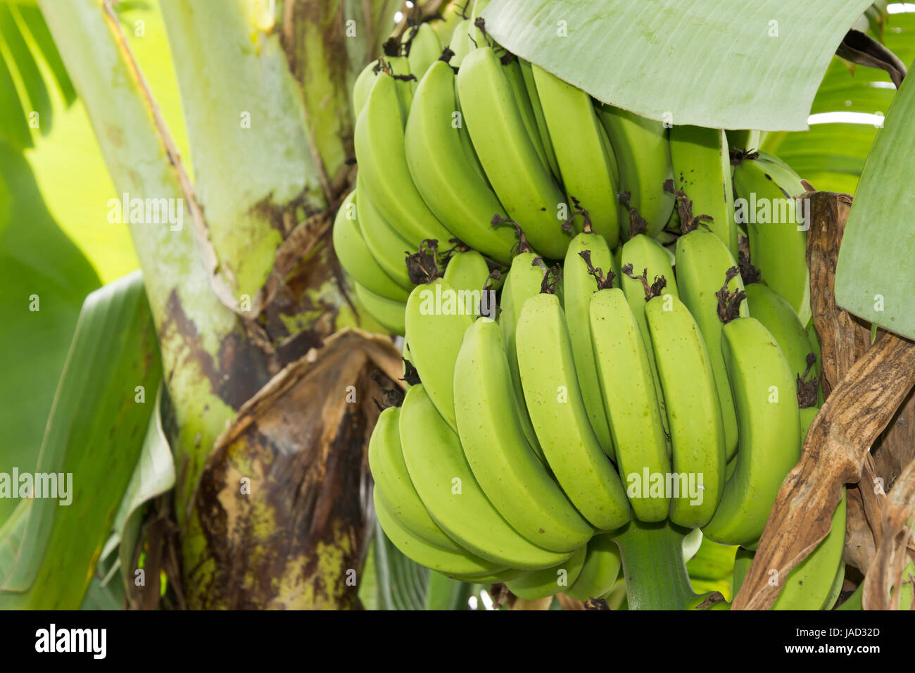 Bunch of ripening bananas on the tree Stock Photo - Alamy