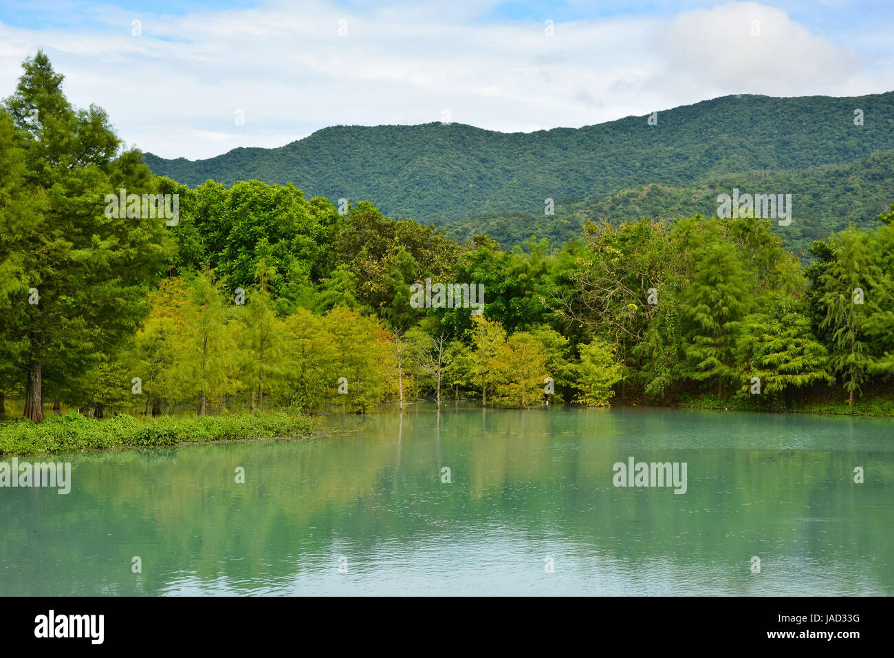 Landscape of forest at Hualien, Taiwan, Asia Stock Photo - Alamy