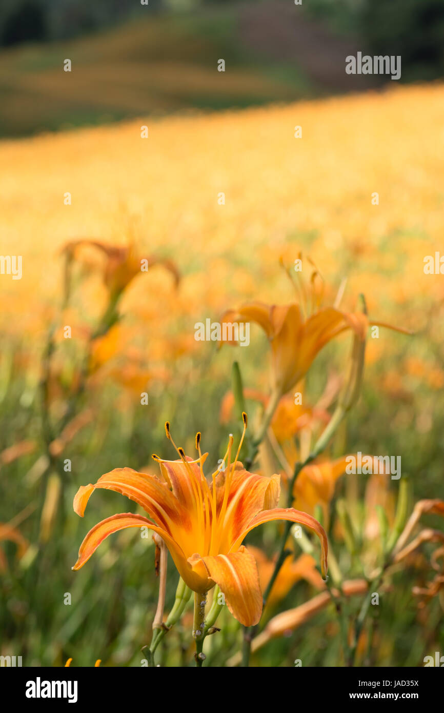 Field of tiger lily flowers Stock Photo - Alamy