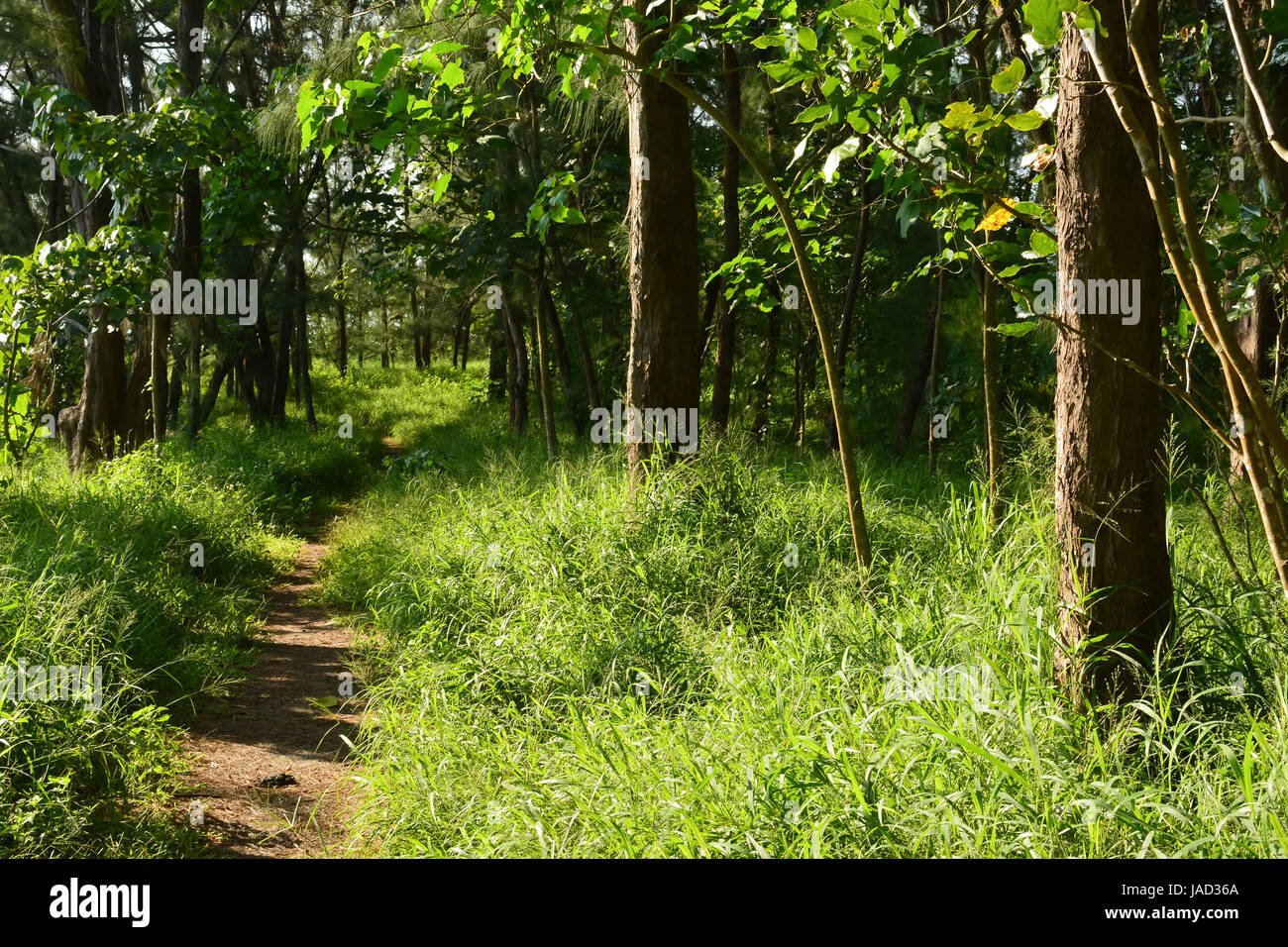 Taitung Forest Park, Taiwan, Asia Stock Photo - Alamy