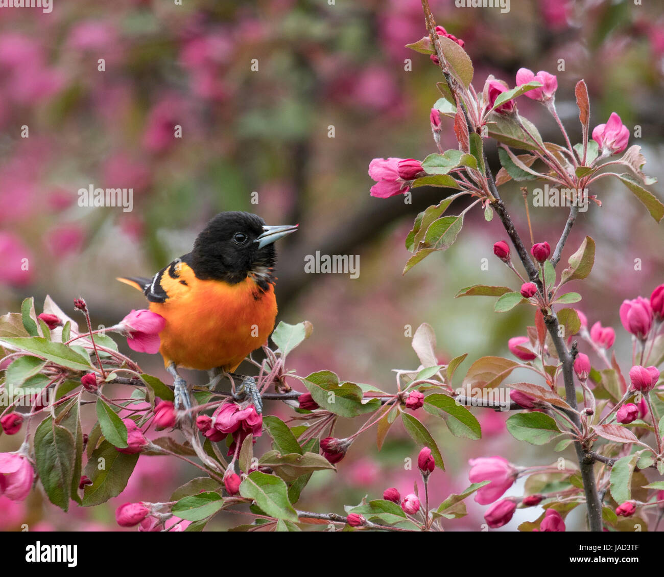 Northern oriole icterus galbula hi-res stock photography and images - Alamy