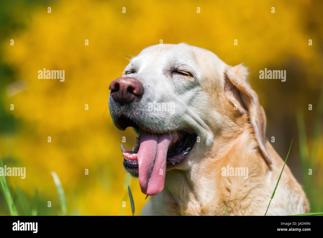 head portrait of an old labrador retriever in front of a broom shrub ...
