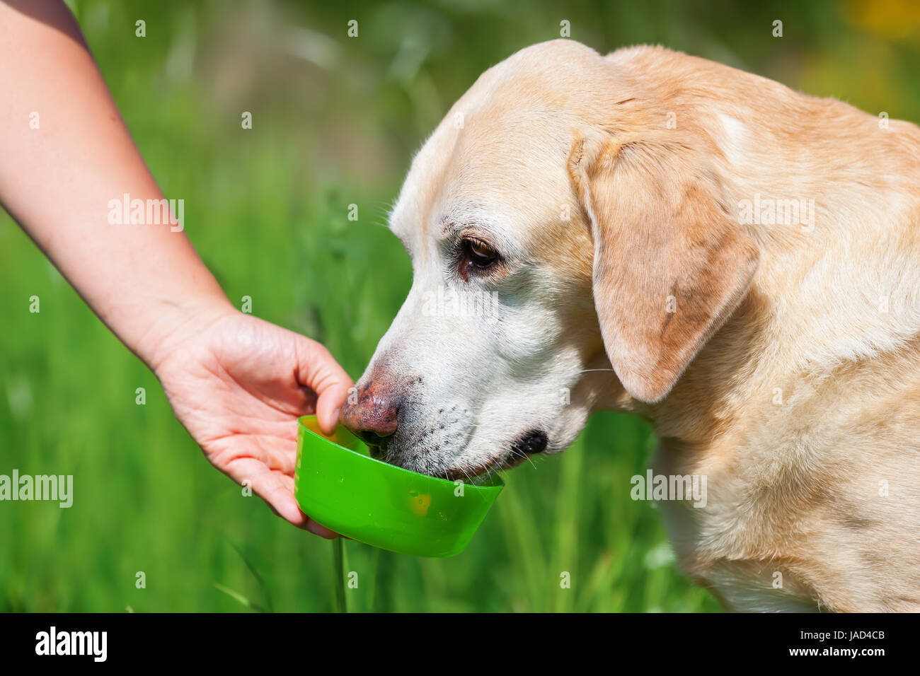 Labrador retriever dog drinking hi-res stock photography and images - Alamy