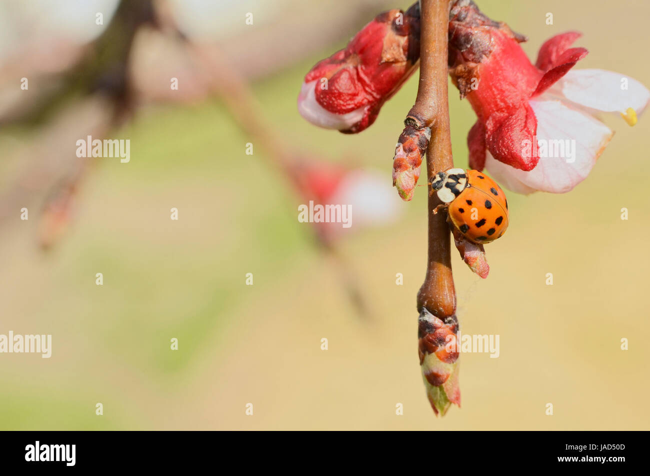 Invasive Asian Ladybug on Apple Tree in the Springtime Stock Photo - Alamy