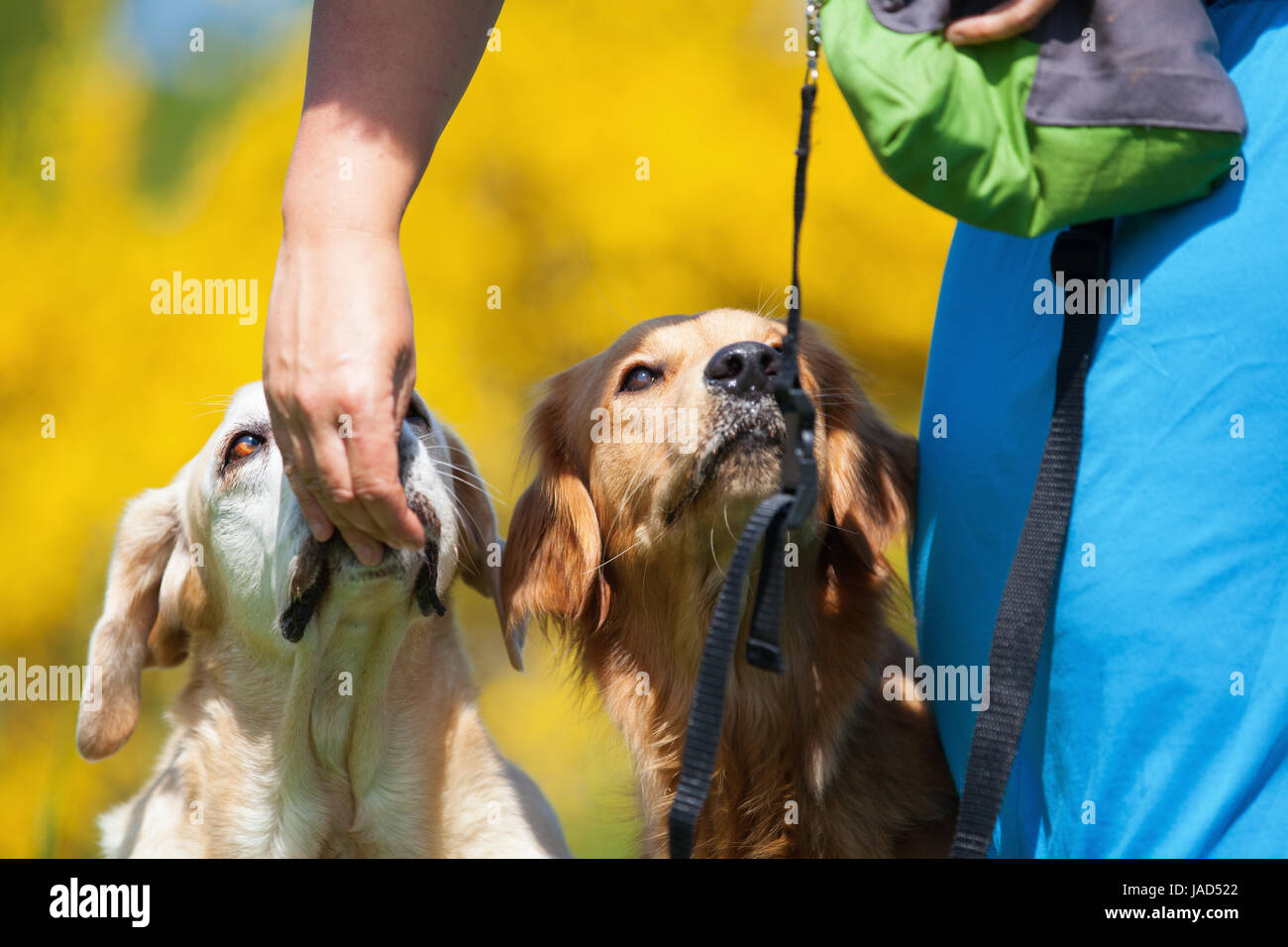 picture of a woman's hand giving her dogs a treat Stock Photo - Alamy