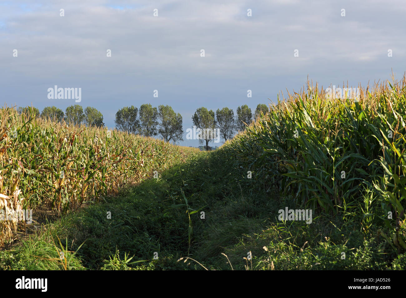 digging in the corn field Stock Photo - Alamy
