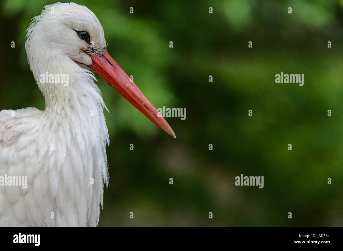 Long legend birds hi-res stock photography and images - Alamy