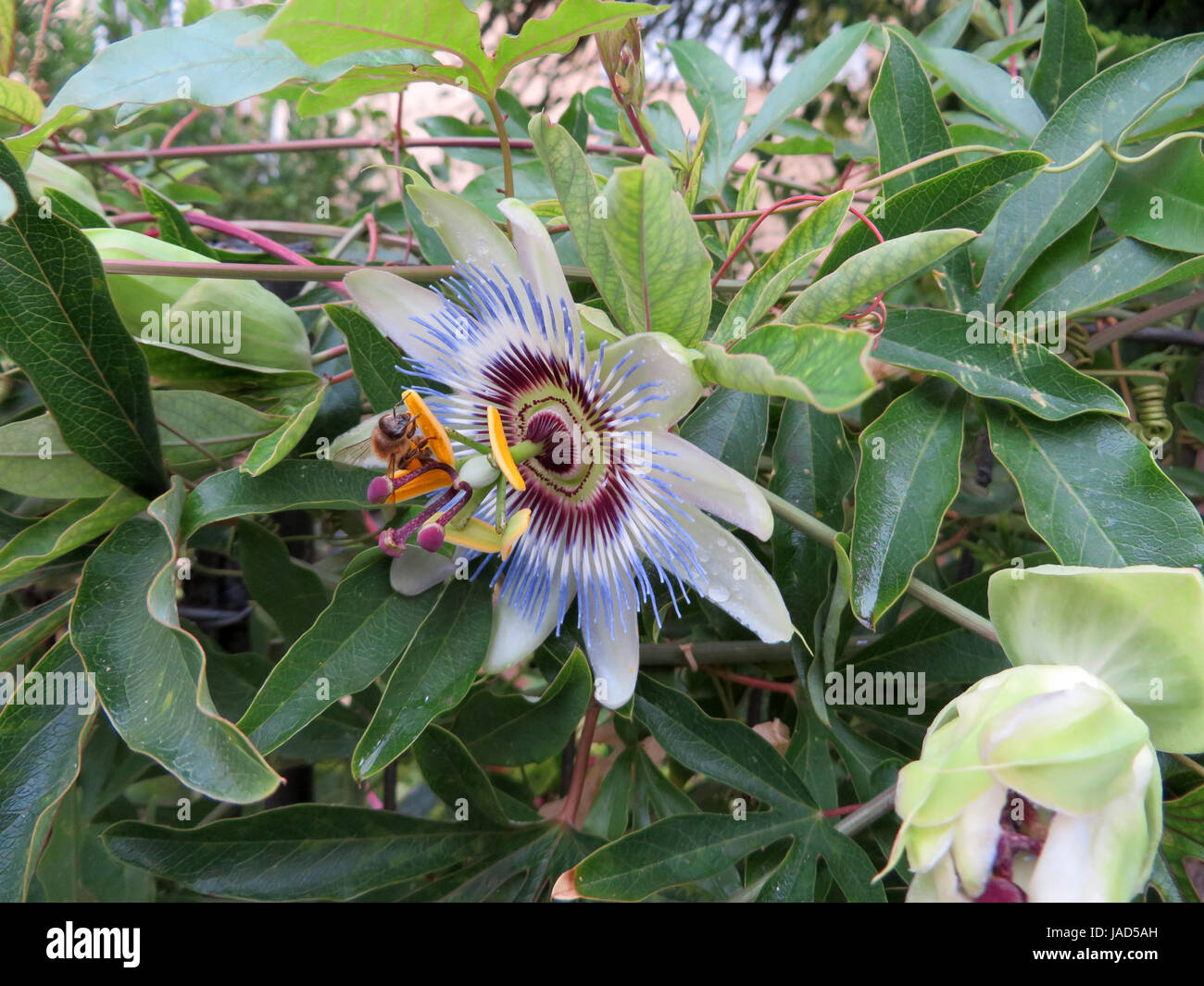 blue passion flowers - passiflora caerulea Stock Photo - Alamy