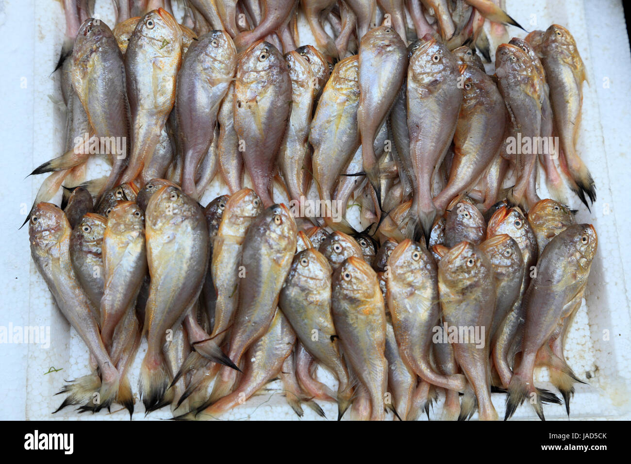 Fish market in shanghai china hi-res stock photography and images - Alamy