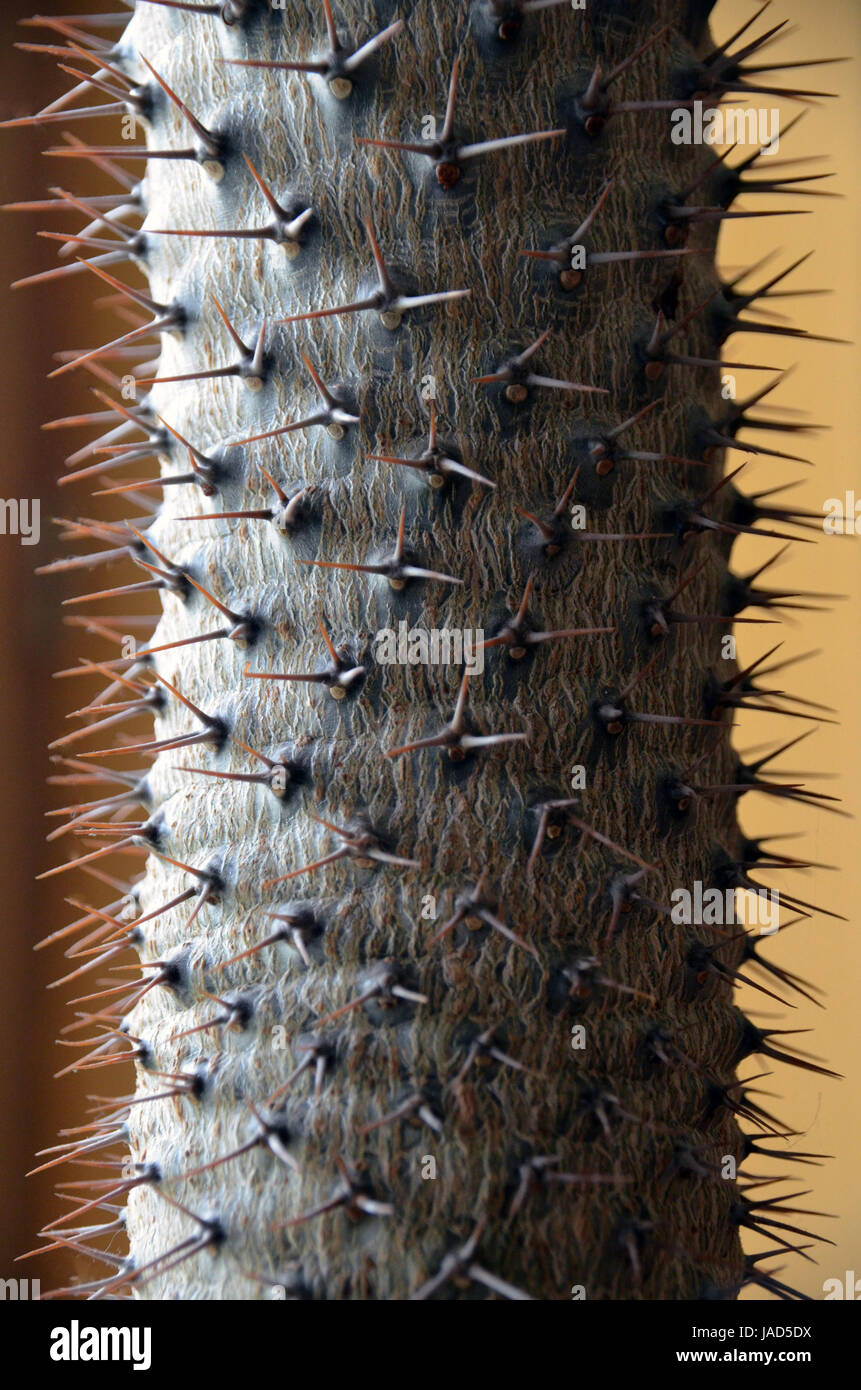 Hochwachsend hi-res stock photography and images - Alamy