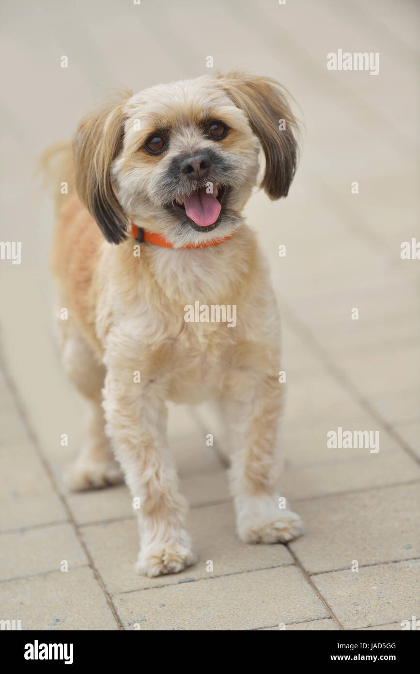 people best friend. little dog cute animal pet puppy outdoor portrait ...