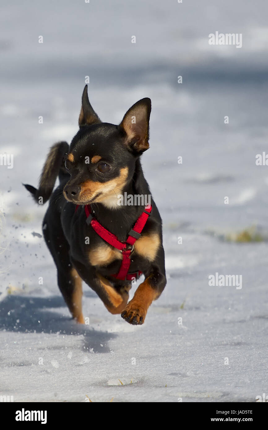 Zwergpinscher hi-res stock photography and images - Alamy
