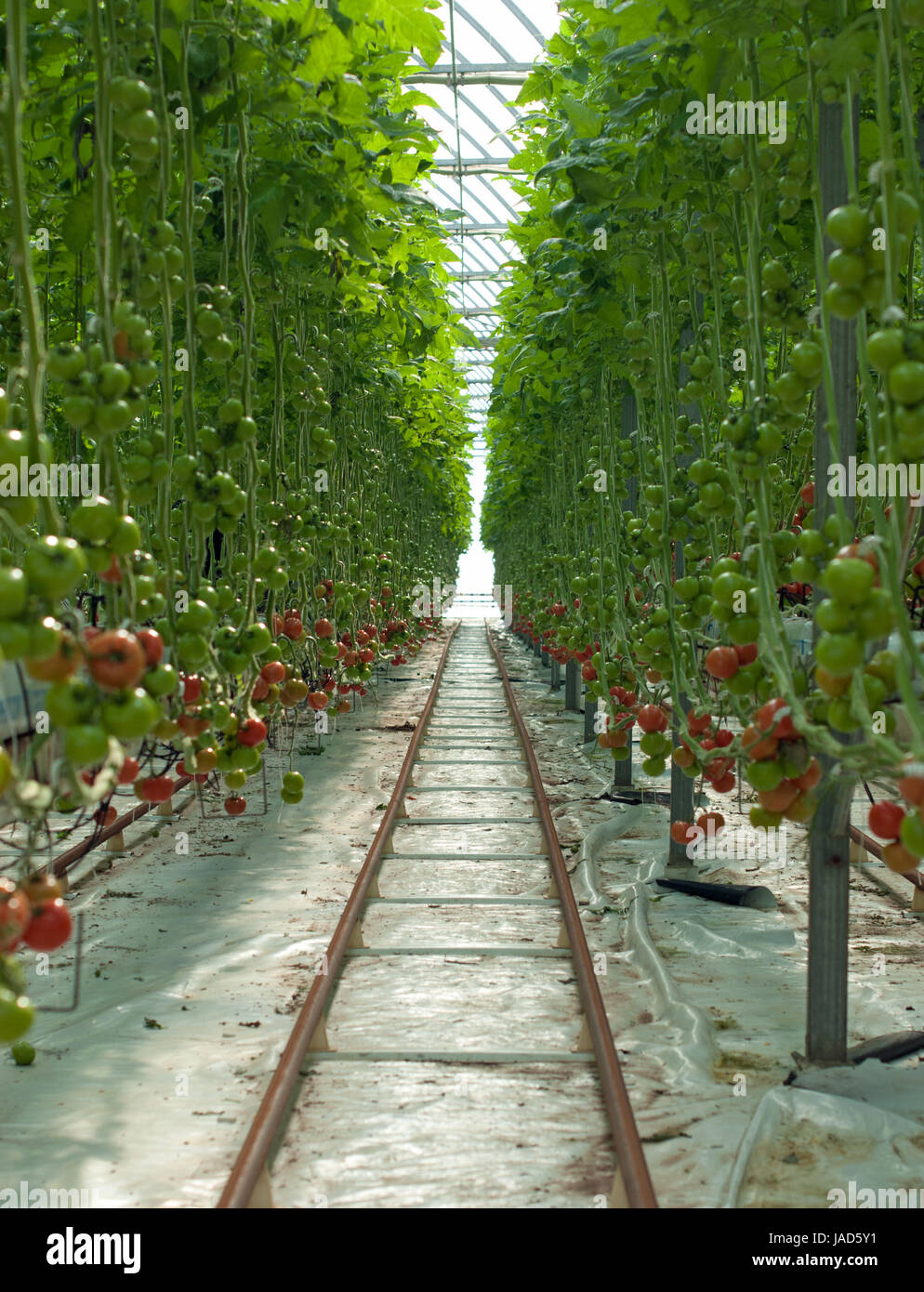 Hydroponically grown Tomatoes growing inside a hothouse Stock Photo - Alamy