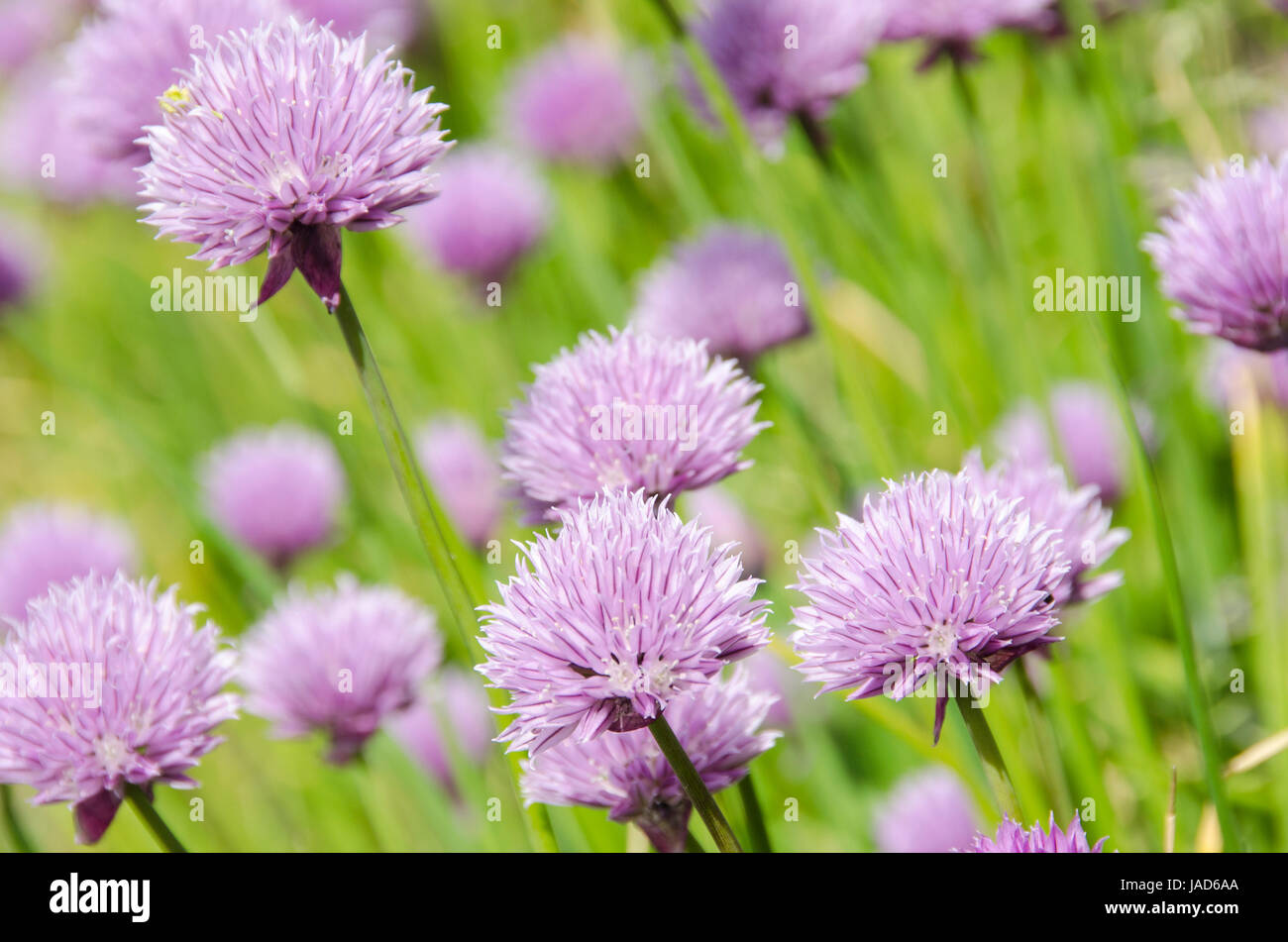 Flowering purple chive blossoms, Allium schoenoprasum a fresh herb ...