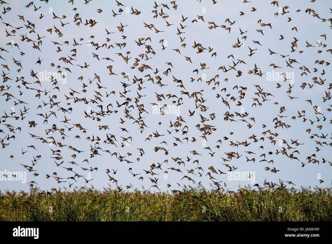 Group of starlings hi-res stock photography and images - Alamy