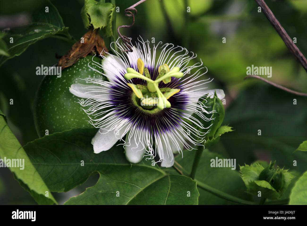Passiflora edulis passion fruit flower hi-res stock photography and ...
