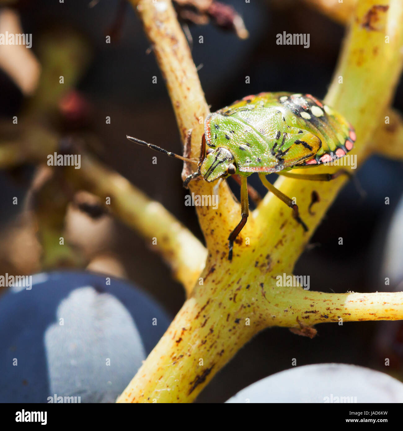 fourth-instar larva of nezara viridula ( southern green stink bug) on ...