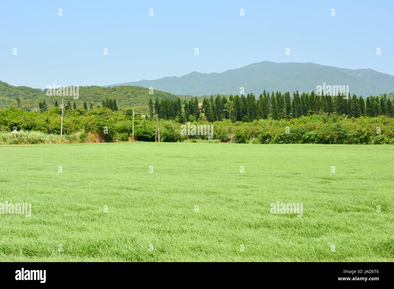 Landscape with green grassland or meadow Stock Photo - Alamy
