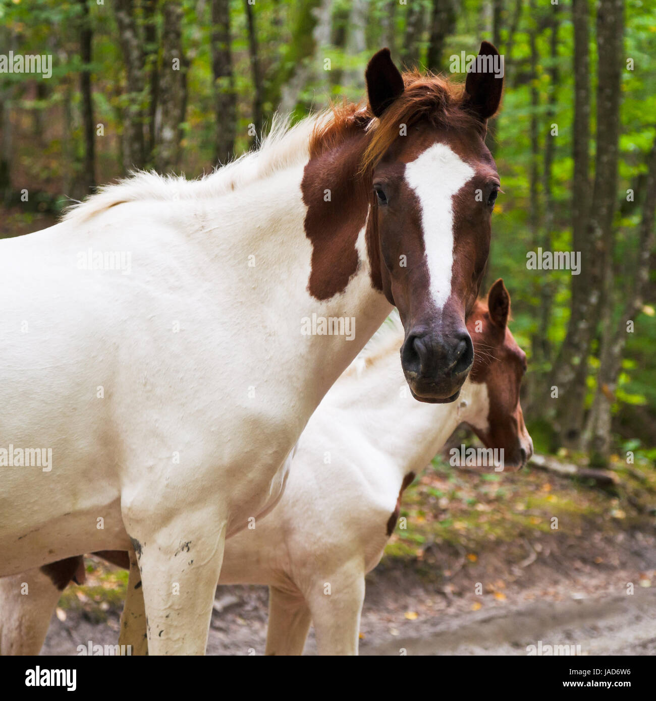 Piebald on summer hi-res stock photography and images - Alamy