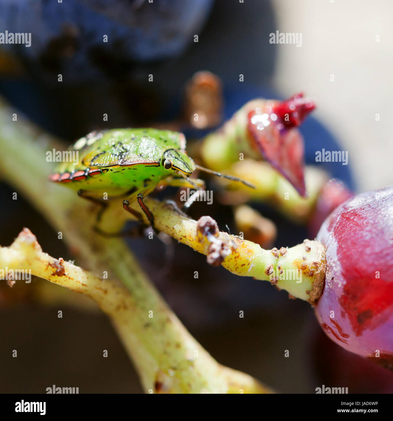 fourth-instar larva of nezara viridula ( southern green stink bug) on ...