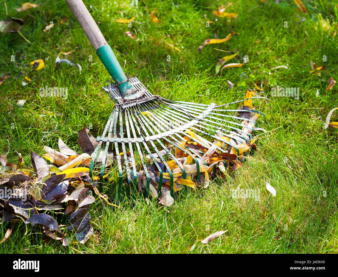 cleaning green lawn from leaf litter by rake Stock Photo - Alamy