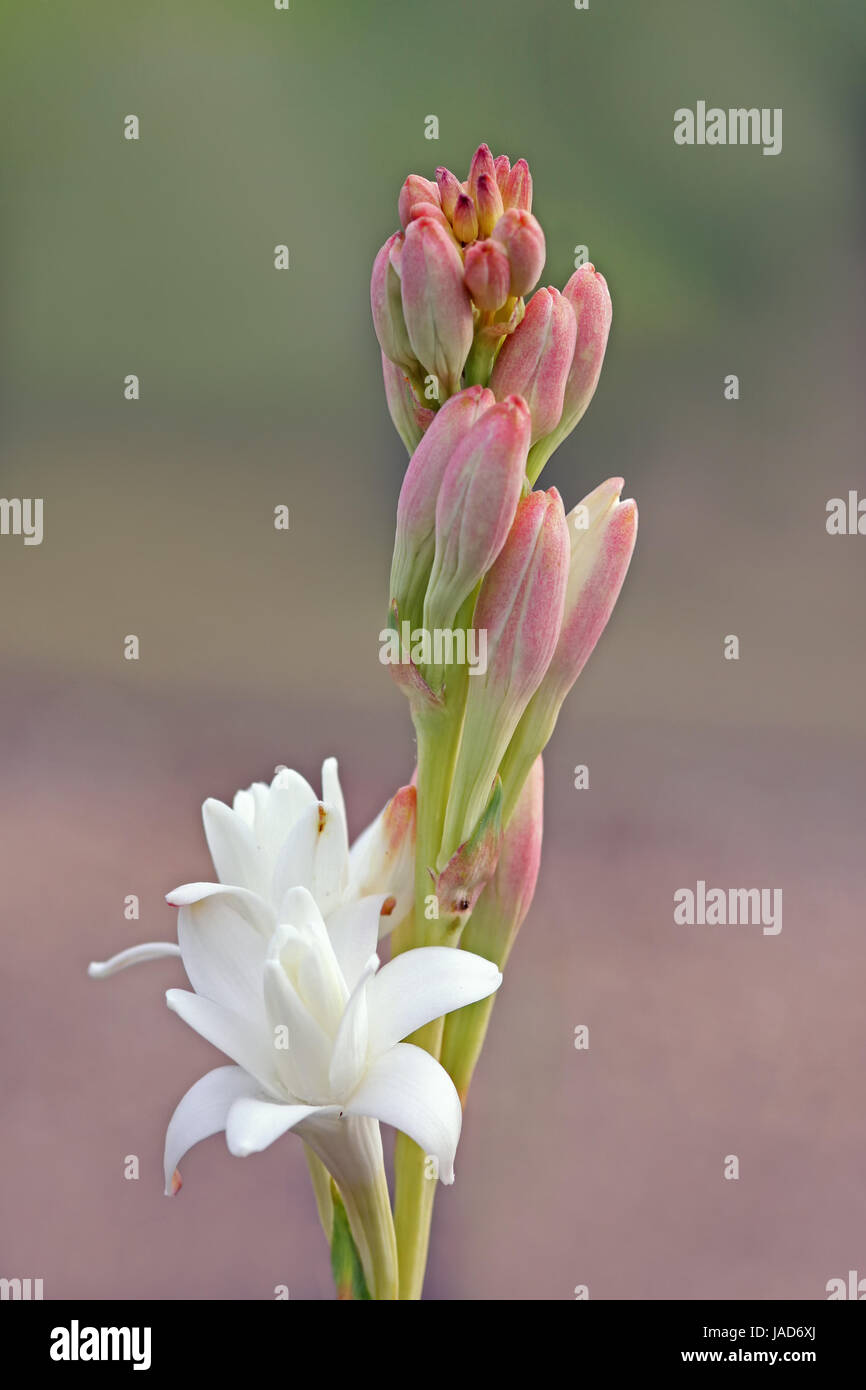 Polianthes tuberosa hi-res stock photography and images - Alamy