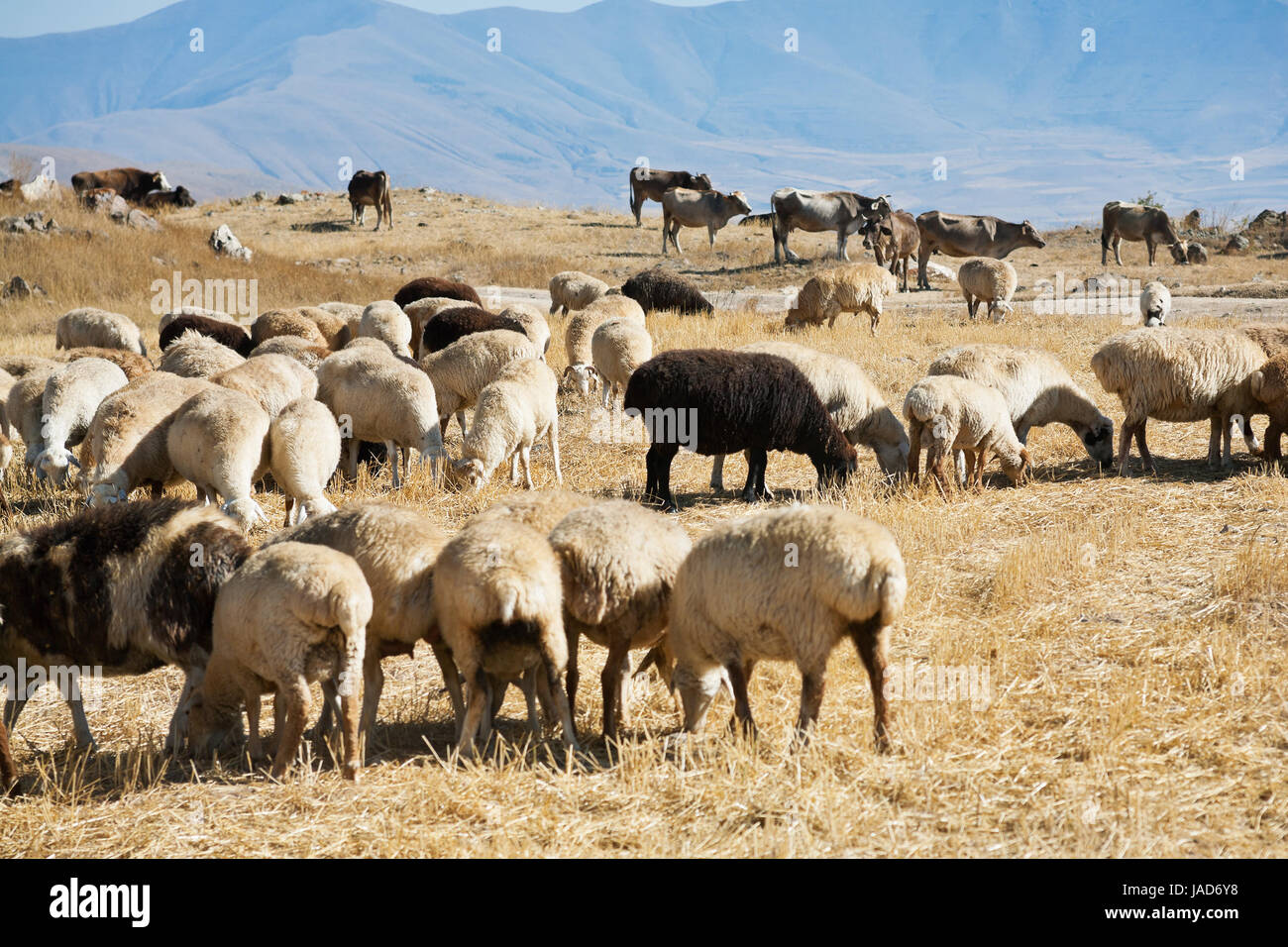 Fat tailed sheep hi-res stock photography and images - Alamy