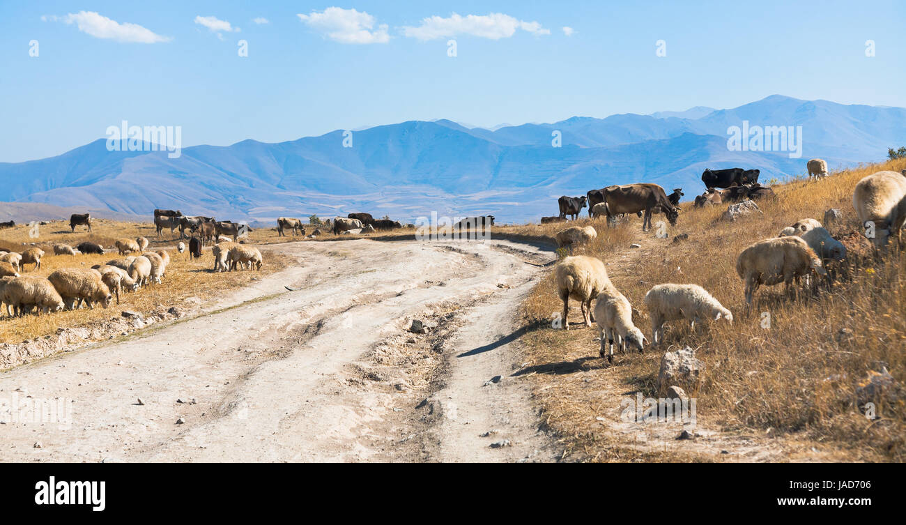 Fat rumped sheep hi-res stock photography and images - Alamy