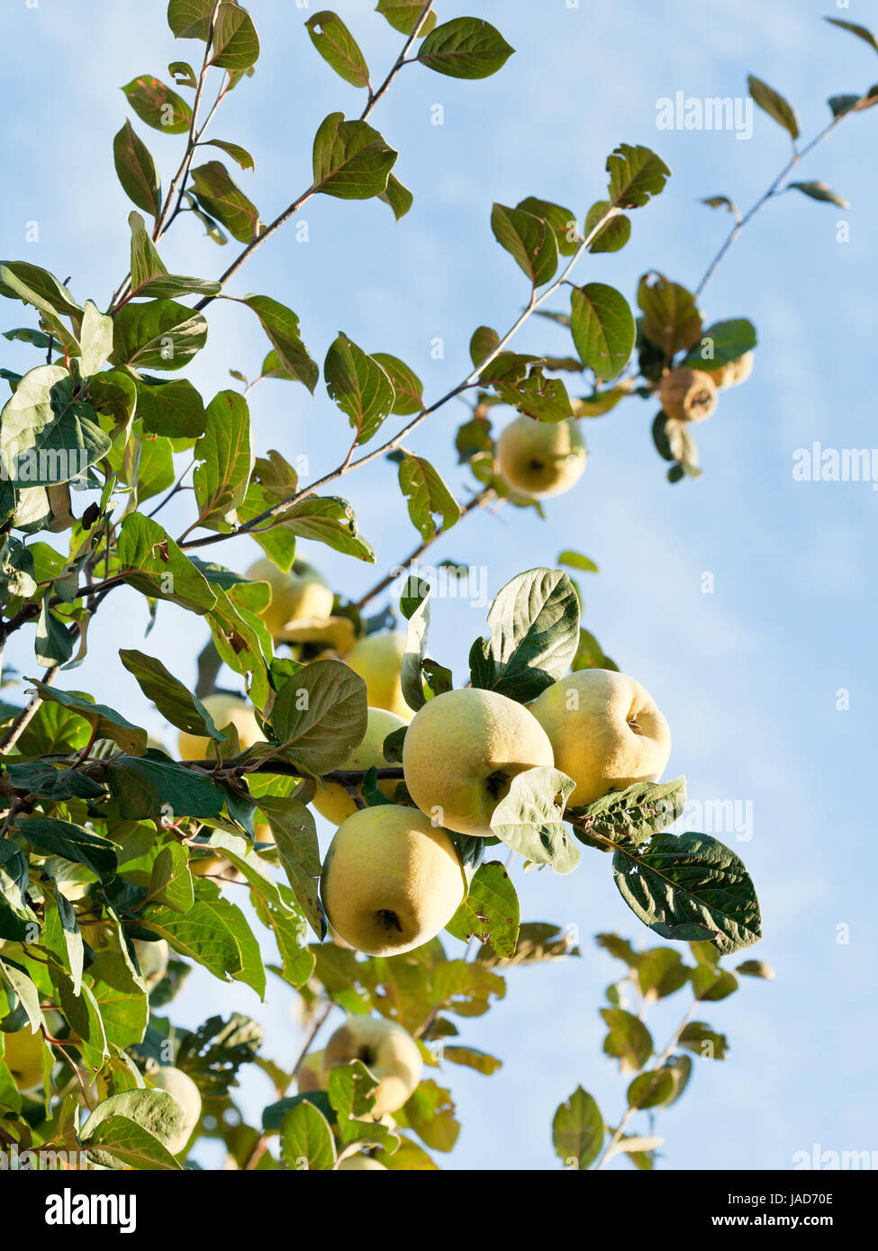 Apple leafage hi-res stock photography and images - Alamy