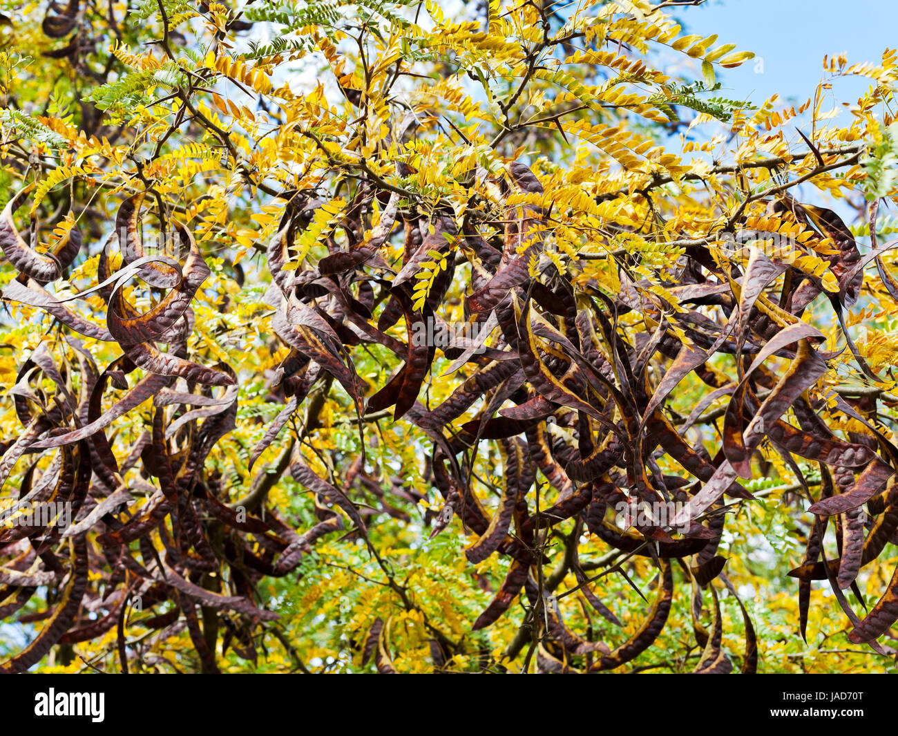 dried seed pods on acacia tree close up in autumn day Stock Photo - Alamy