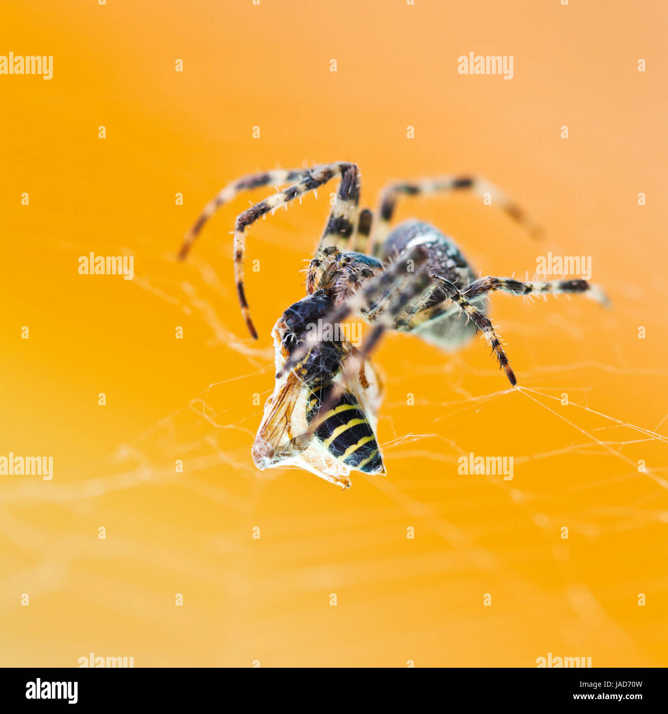 Garden cross spider captured hi-res stock photography and images - Alamy