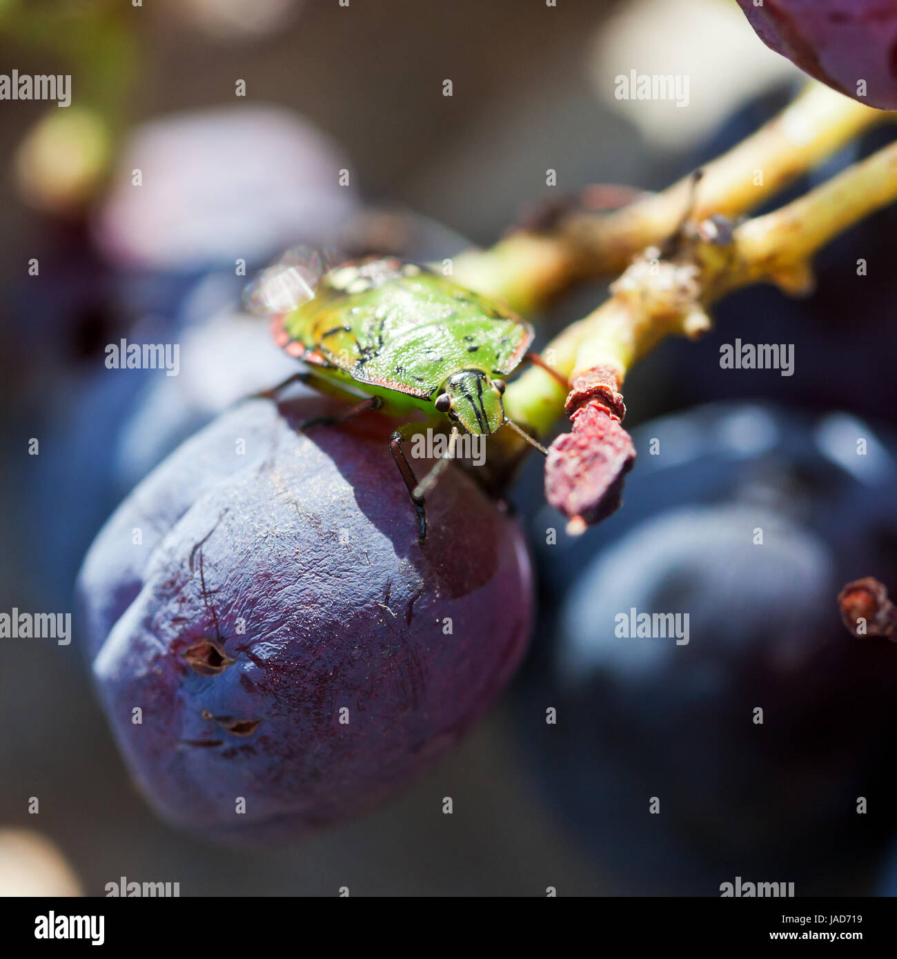 fourth-instar larva of nezara viridula ( southern green stink bug) on ...