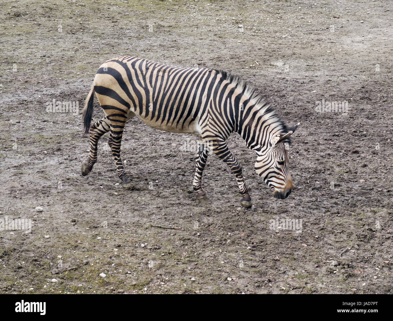 Zebra donkey hi-res stock photography and images - Alamy