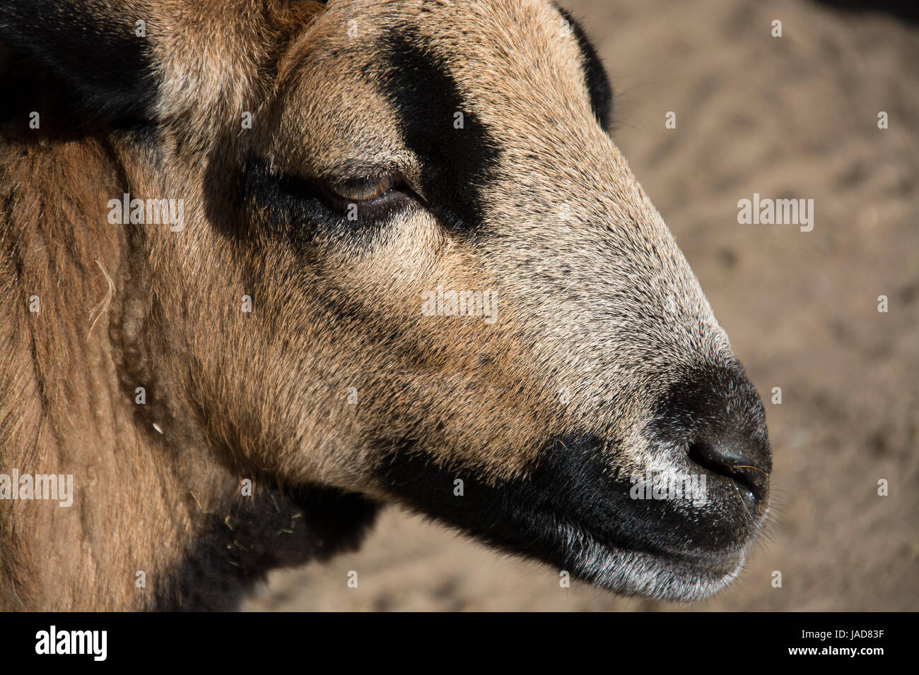 Tamed Goat High Resolution Stock Photography and Images - Alamy