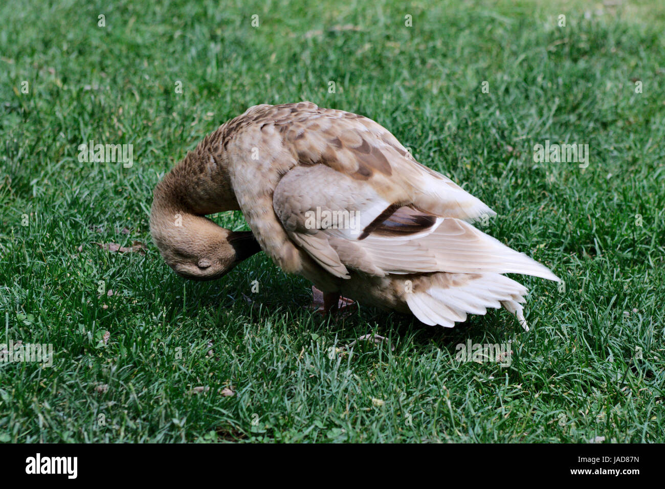Brown duck bending head and preening chest feathers Stock Photo - Alamy