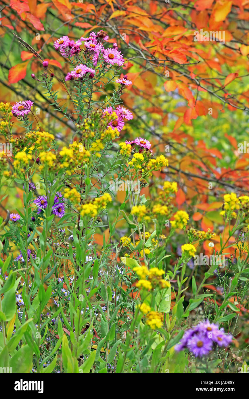 the colors of autumn Stock Photo - Alamy