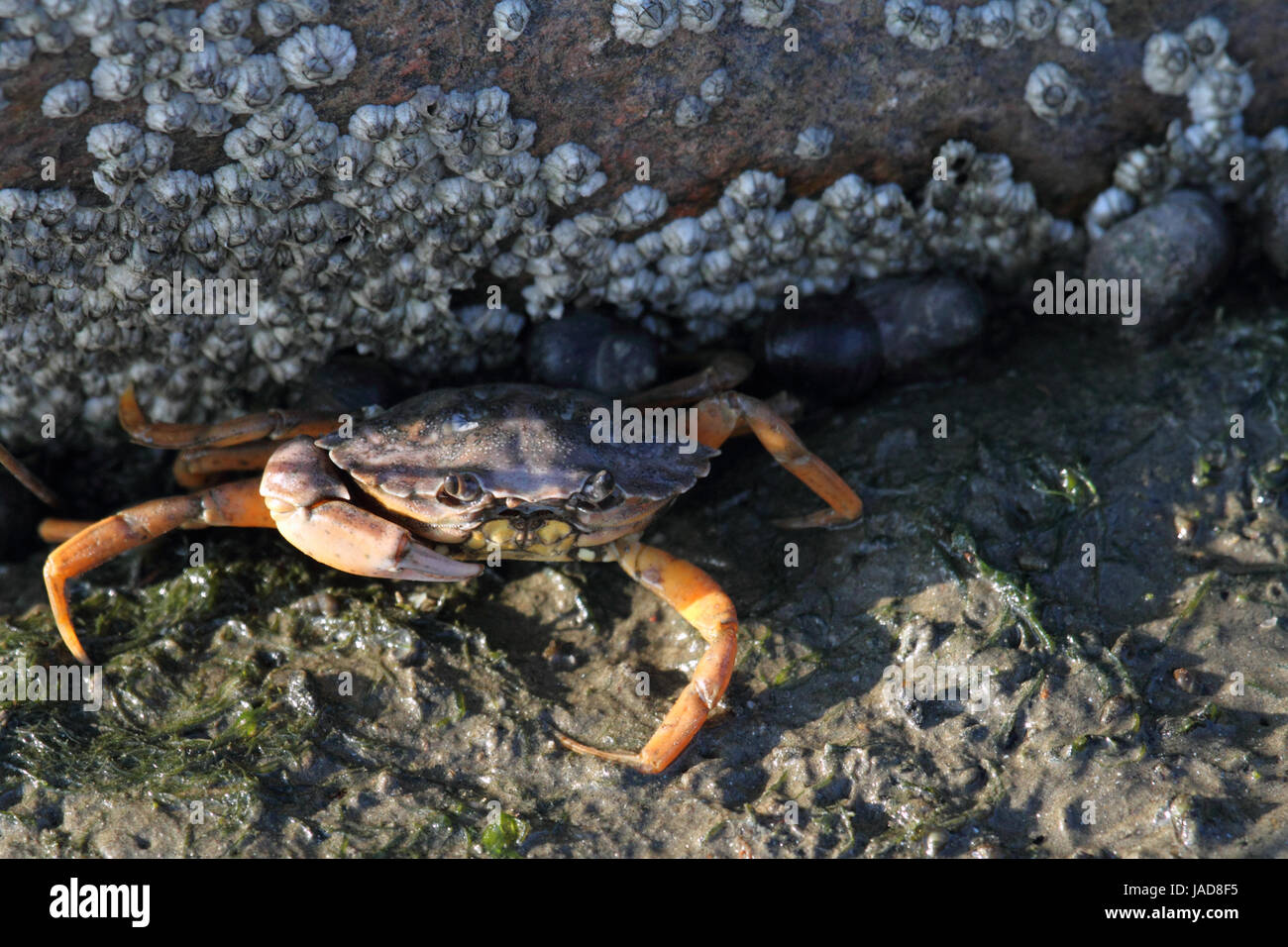 Gemeine strandkrabbe hi-res stock photography and images - Alamy