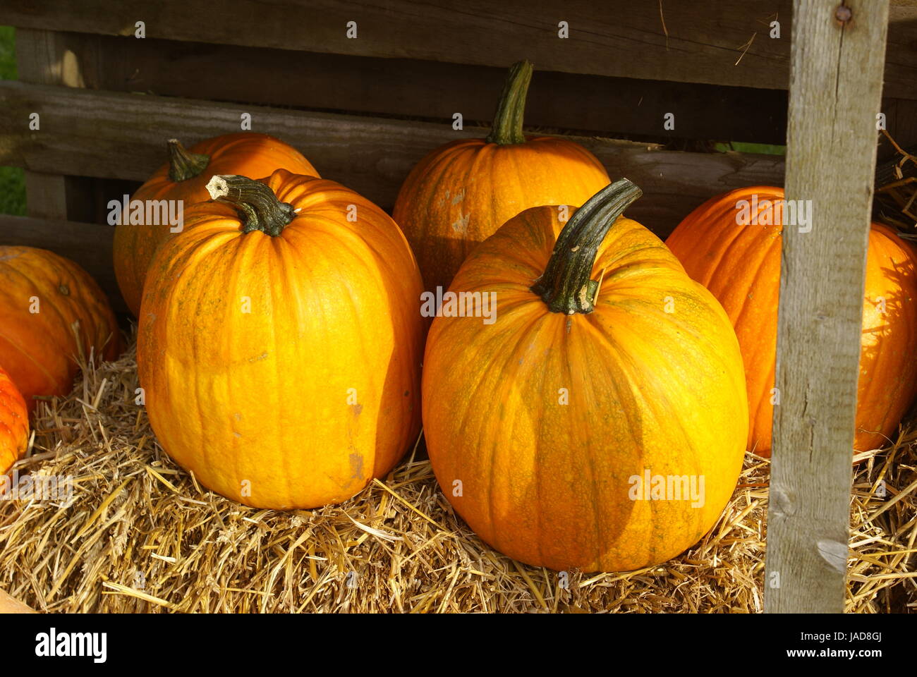 large gourds in the straw Stock Photo - Alamy