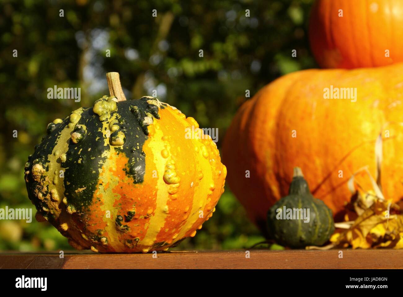 various beautiful gourds Stock Photo - Alamy