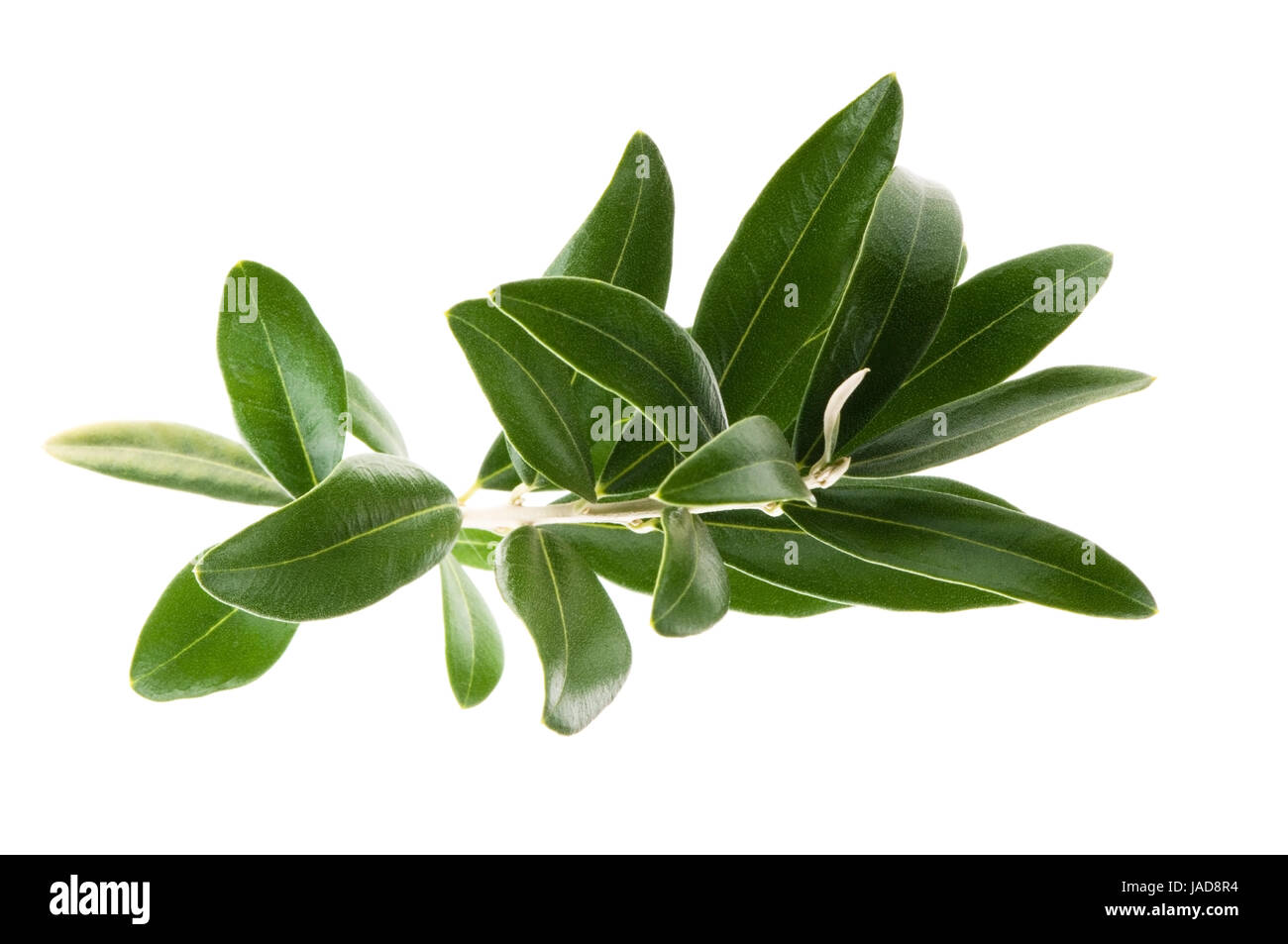 Fresh olive branch leaves isolated on white background Stock Photo - Alamy