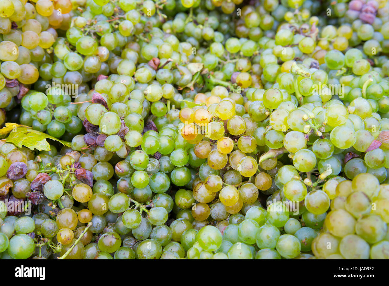 Mature fresh grapes from the harvest Stock Photo - Alamy