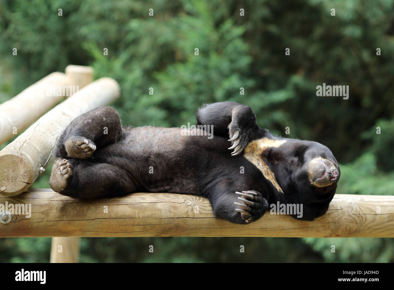 Details of a sleeping sun bear in captivity Stock Photo - Alamy