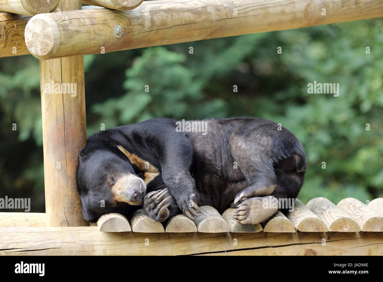 Details of a sleeping sun bear in captivity Stock Photo - Alamy