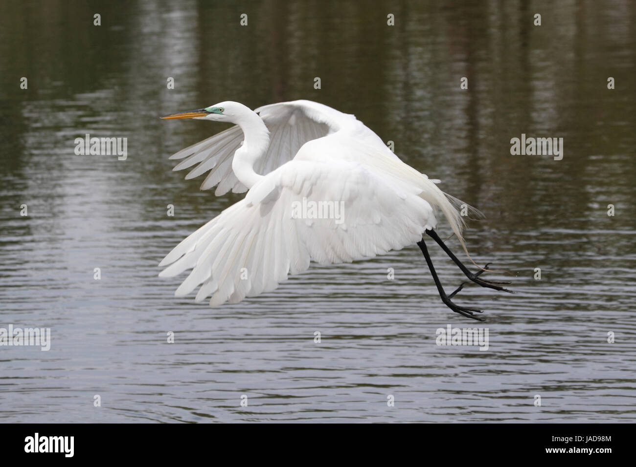 Great Egret (Ardea alba) flying over the Florida Everglades Stock Photo ...