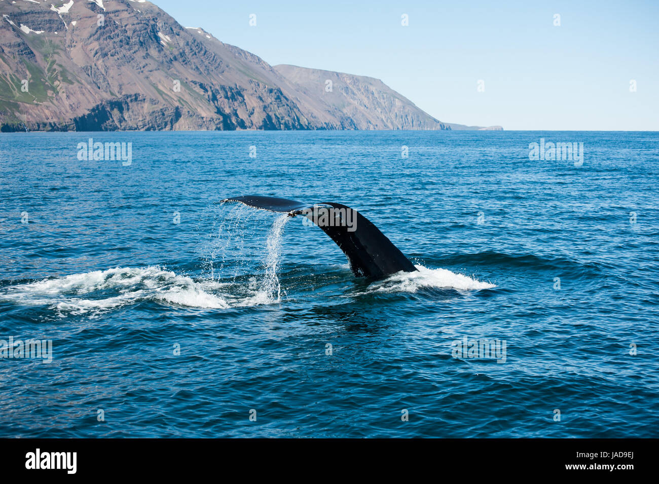Tail fin of the mighty humpback whale (Megaptera novaeangliae) seen ...