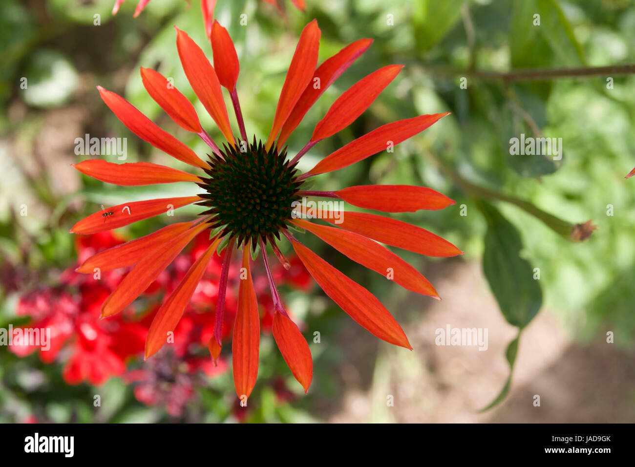 beautiful red star shaped flower Stock Photo - Alamy
