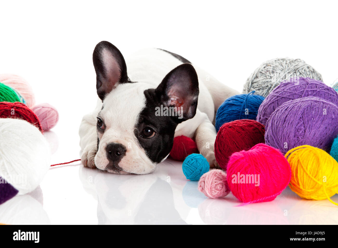 French Bulldog puppy with a wool balls isolated on white background ...